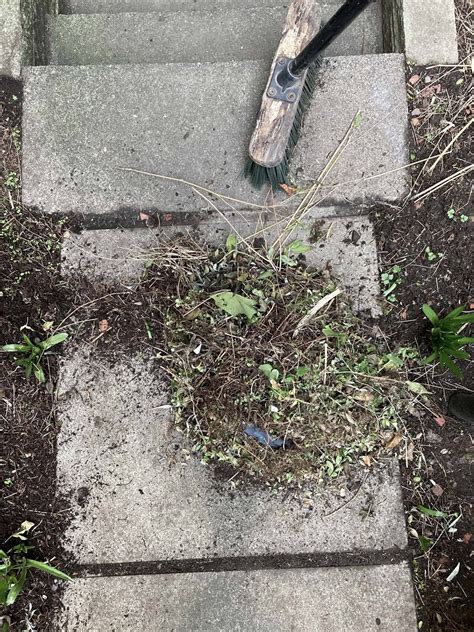 Image result for Spring Yard Clean Up Pruning