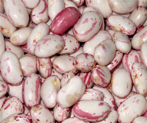 Image result for October Beans