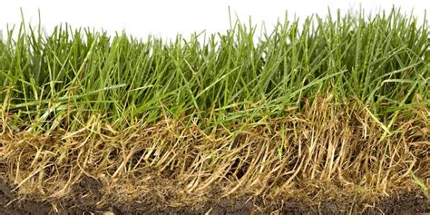 Dethatching St Augustine Grass