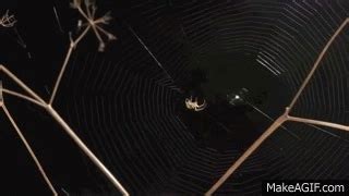Image result for Time-Lapse Spider Making Web