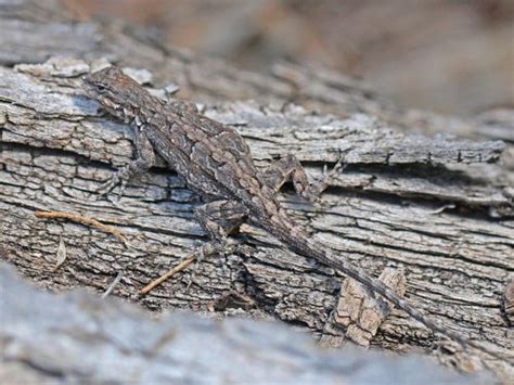 Image result for Tree Lizard Trap