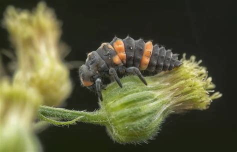 279 Ladybug larvae Stock Photos, Images | Download Ladybug larvae ...