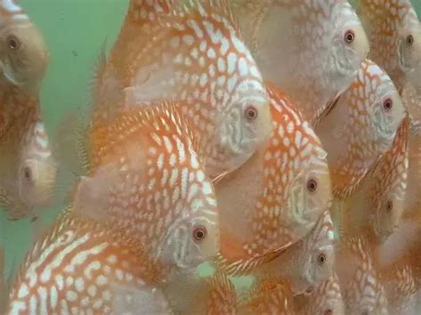 Image result for Discus Types and Colours