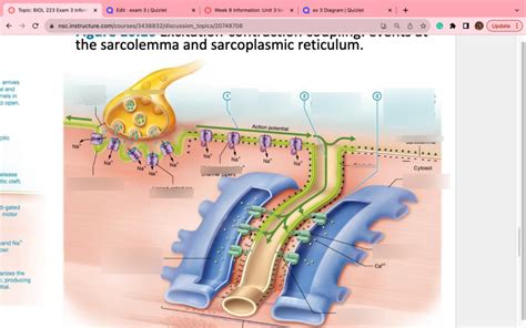 Image result for Label Structures Associated with Excitation-Contraction Coupling