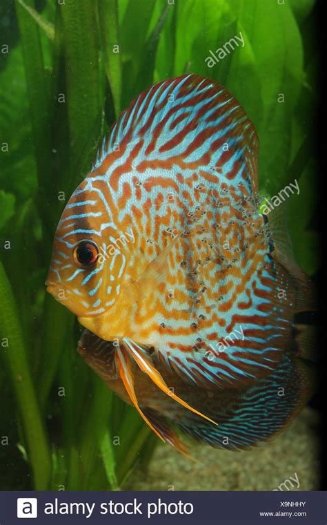 Image result for Symphysodon Discus