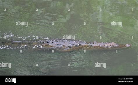 Image result for Alien Mugger