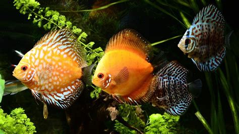Image result for Discus Fish Varieties