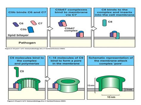 Image result for Complement System Steps