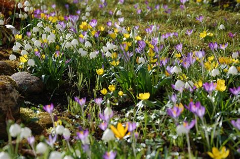 Image result for Pictures Beginigof Spring