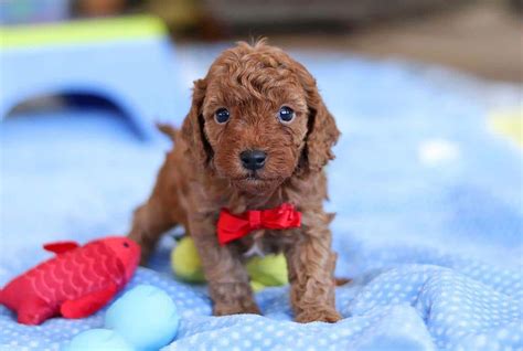 Image result for Red Cavapoo Long Hair