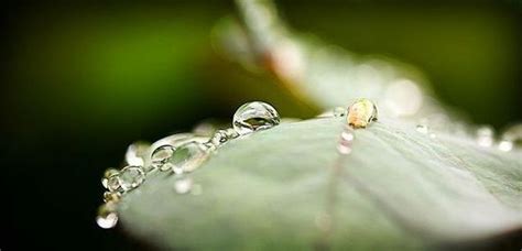 Image result for Shallow Depth of Field Photography Examples