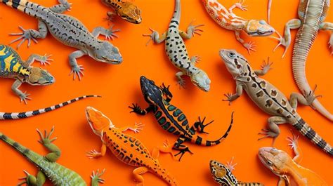 Image result for Different Lizard