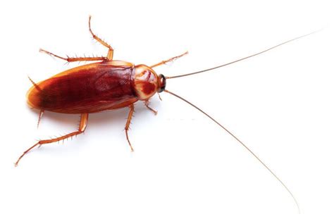 Image result for Cockroach Legs