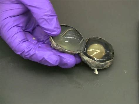 Image result for Cow Eye Dissection