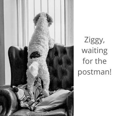 Image result for Cockapoo Barkinh