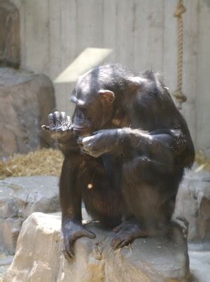 Image result for Famous Chimpanzee Sign Language