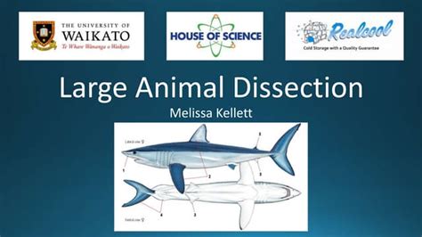 Image result for Shark Dissection