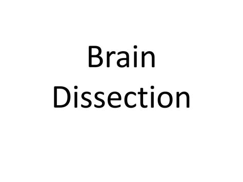 Image result for Brain Dissection