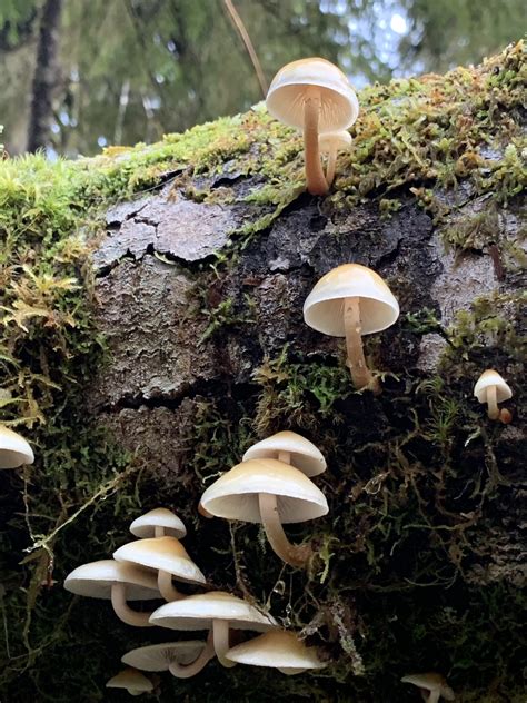 Image result for Forest Stewardship Program