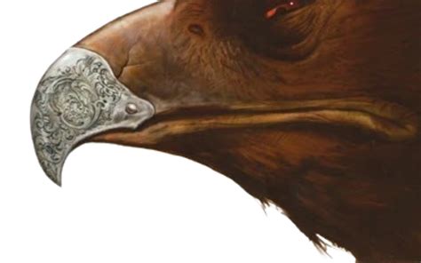 Image result for Hawk Beak Drawing