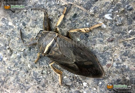 Giant Water Bug Bite Lethocerus Americanus Wikipedia