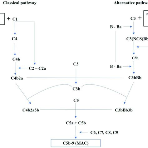Image result for Complement Activation Pathways Comparison