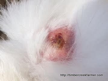 Image result for Bot Fly Larvae in Animals