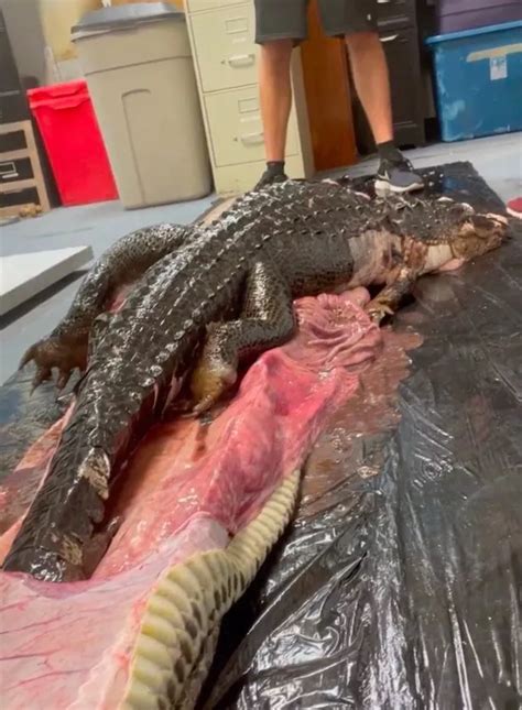 Image result for Python Snake Eating Alligator