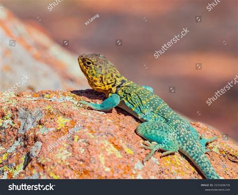 Image result for Blue Collared Lizard