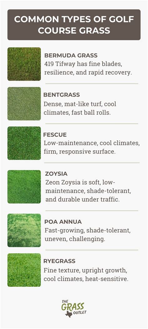 Image result for Golf Course Grass Types