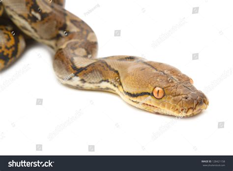 Image result for Burmese Python Side View