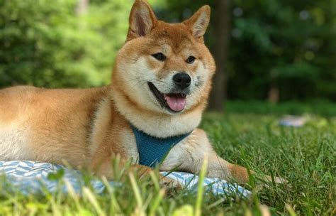 23 Most Beautiful Dog Breeds In The World (With Pictures)