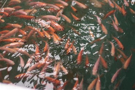 Image result for Fish Farm Example