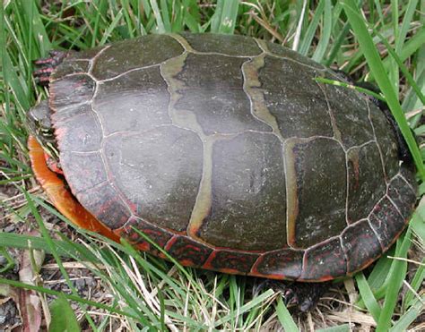 Image result for Paint Turtle