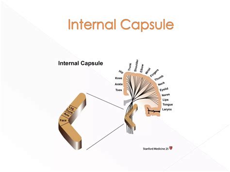 Image result for Pyramidal Tract Extrapyramidal