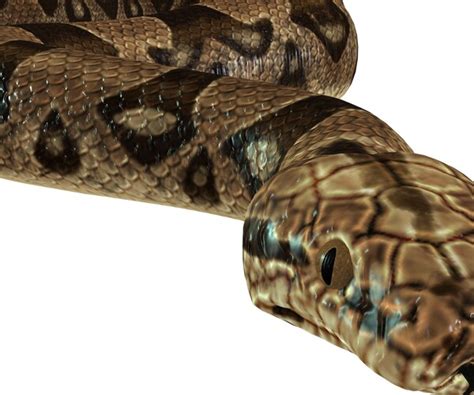 Image result for Python Inherited Traits Reptile