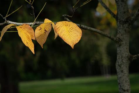 Image result for Focal Point Photography Examples