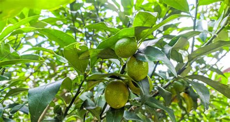 Image result for Self-Pollinating Avocado Tree