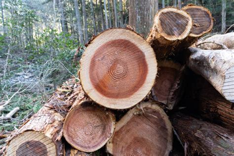 Image result for Selective Logging