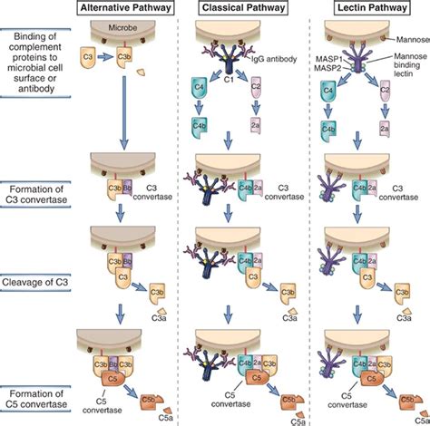 Image result for Complement System Types