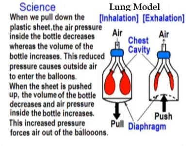 Image result for Lung Model Science Project