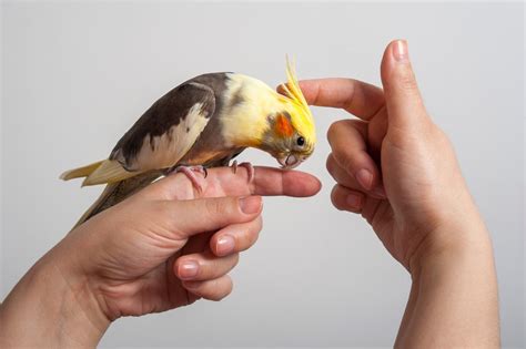 Image result for Cockatiel Behavior