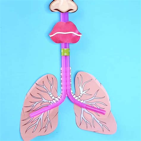 Image result for Simple Lung Model