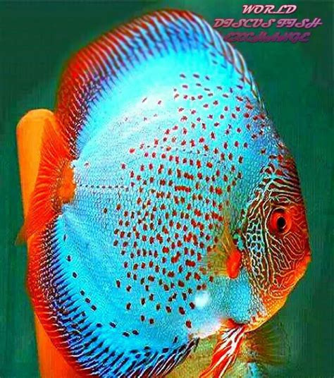 Image result for Rare Discus Fish