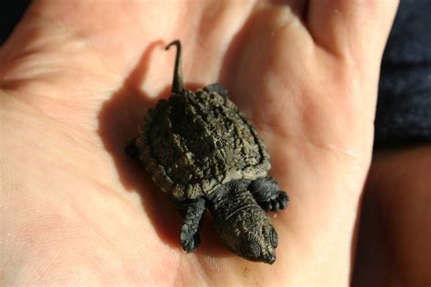 Image result for Cute Snapping Turtle