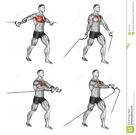 Image result for Cable Fly Exercise