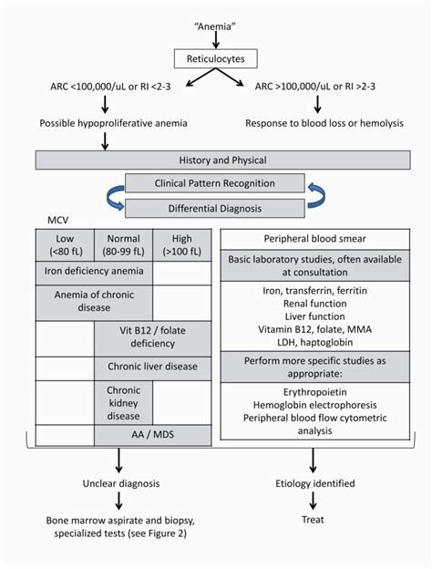 Image result for Algorithm for Anemia Work Up
