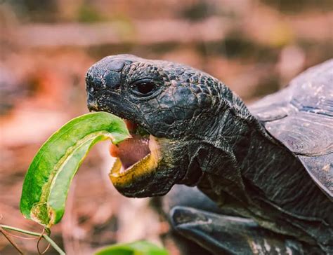 Image result for Turtle Tortoise