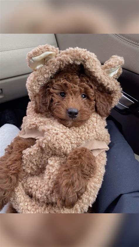 Cavapoo puppies cavapoo full grown cavapoo dog – Artofit