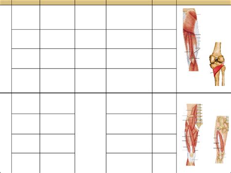 Image result for Body Building Muscle Chart